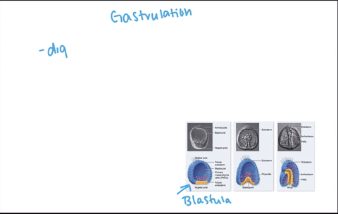 SOLVED:Gastrulation is a critical event during development. Why? a ...