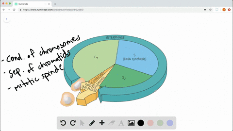The Cell Cycle | Campbell Biology | Numerade