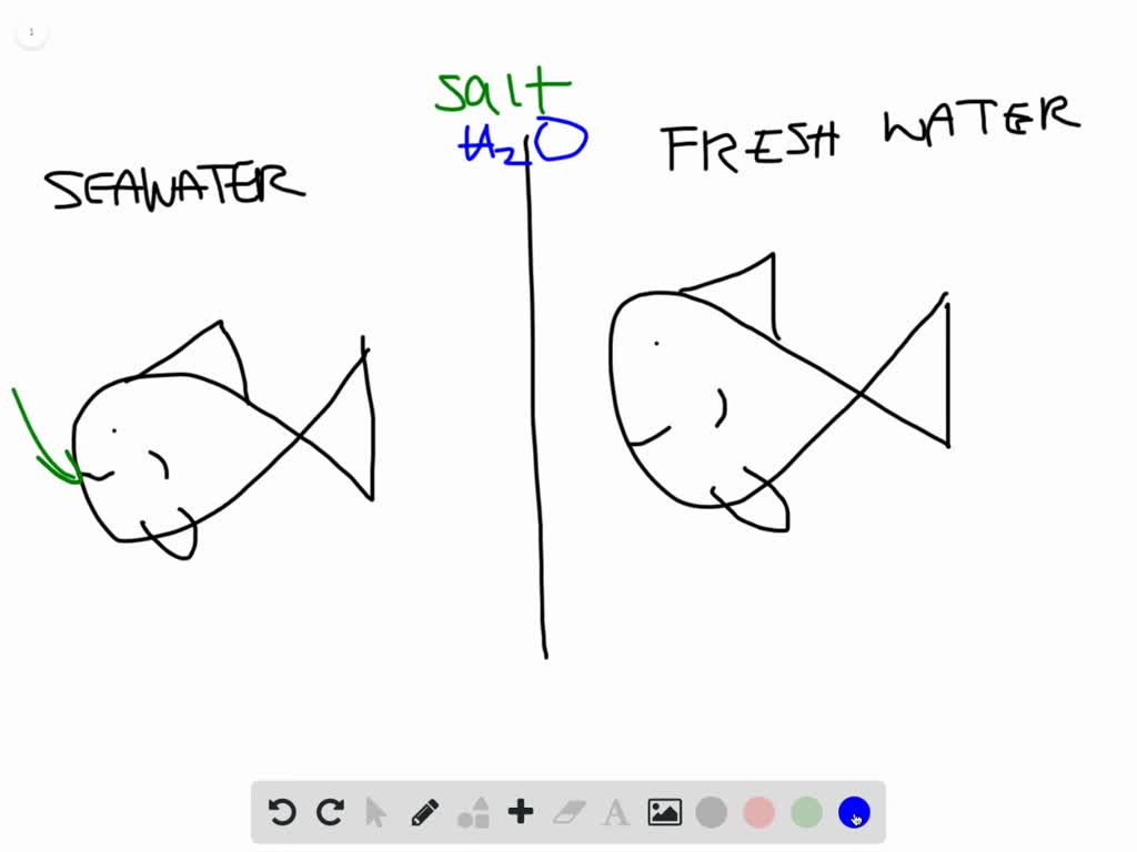 SOLVED:Review water and salt regulation by marine and freshwater bony ...