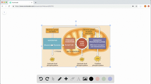 SOLVED:Cellular Respiration and Fermentation | Campbell Biology | Numerade