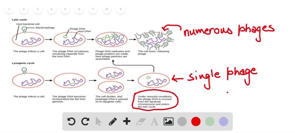 SOLVED:Compare the lytic and lysogenic cycles and explain which cycle ...