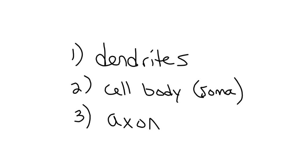 ⏩SOLVED:Diagram and label a neuron. Beside each label, list the… | Numerade