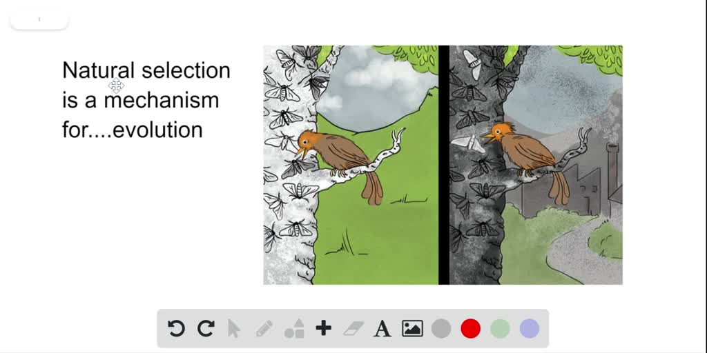 ⏩SOLVED:Underline the correct word in each sentence. Animals build ...