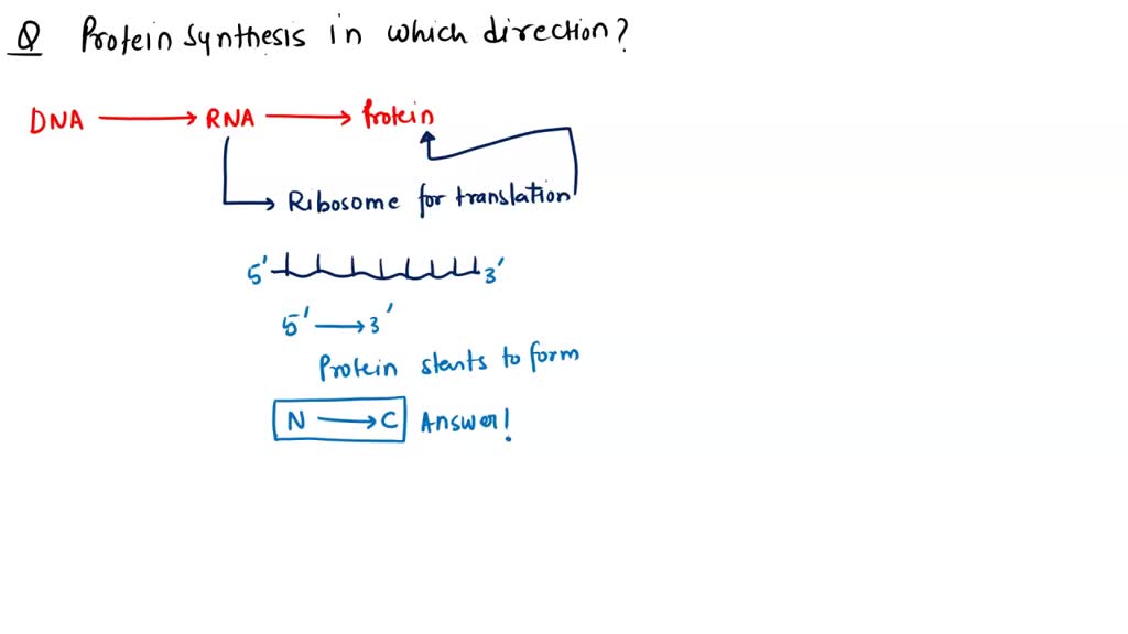 SOLVED:Protein synthesis occurs in which direction? (a) N to C (b) C to ...