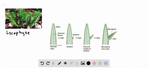 SOLVED:Microphylls a. have a single strand of vascular tissue. b ...