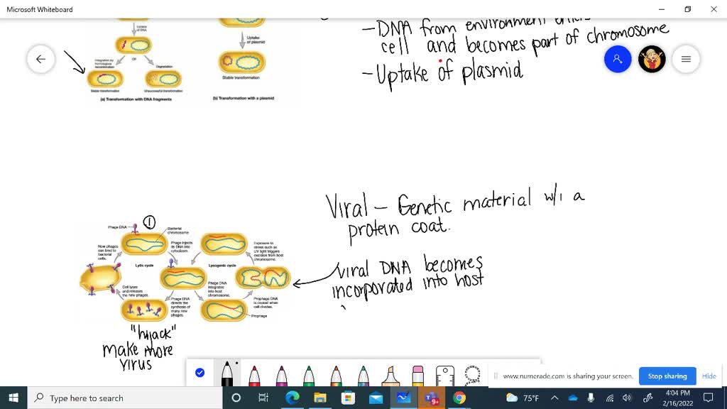 SOLVED:Compare the types of genetically engineered organisms that are ...
