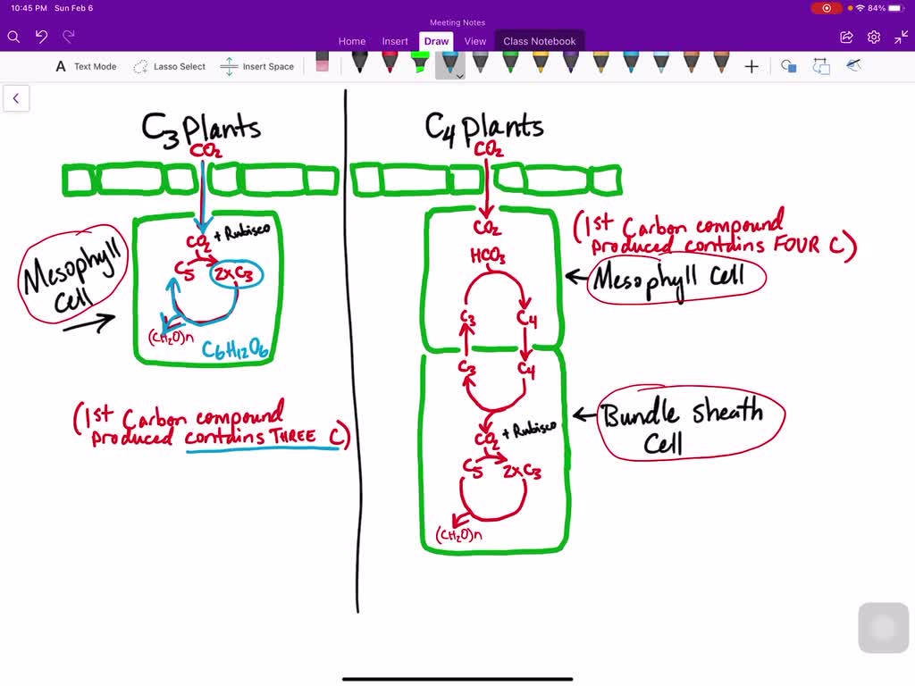 ¿Cuál es la diferencia entre la fijación de carbono de las plantas C3 y ...