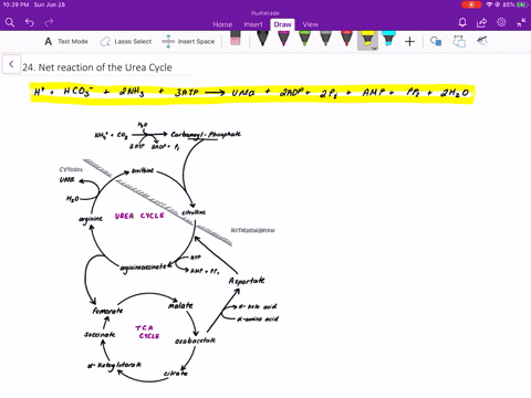 SOLVED:Write the net biochemical equation for the metabolism of a ...